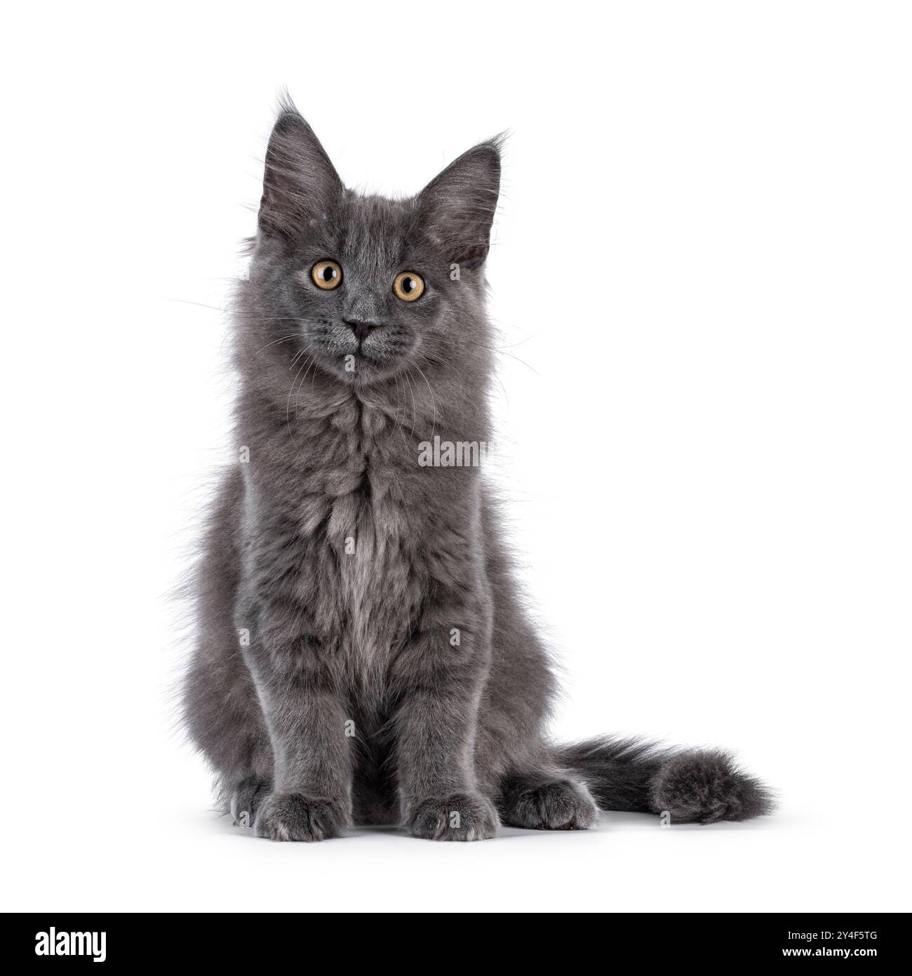 Majestic solid blue Maine Coon cat kitten, sitting up facing front ...