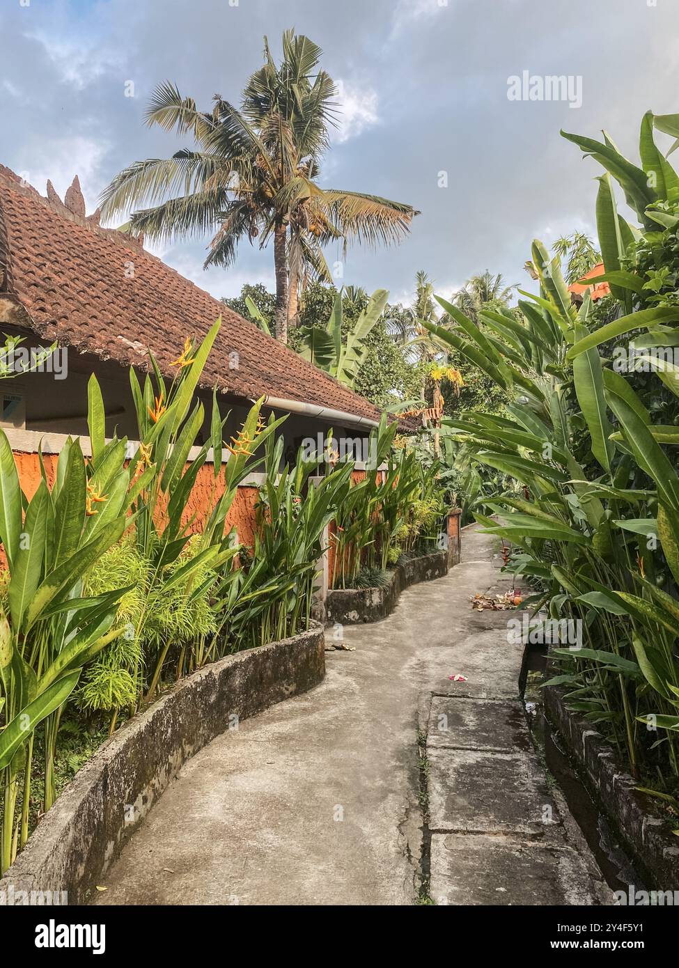 Street of Ubud village in Bali, street surrounded by trees Stock Photo ...