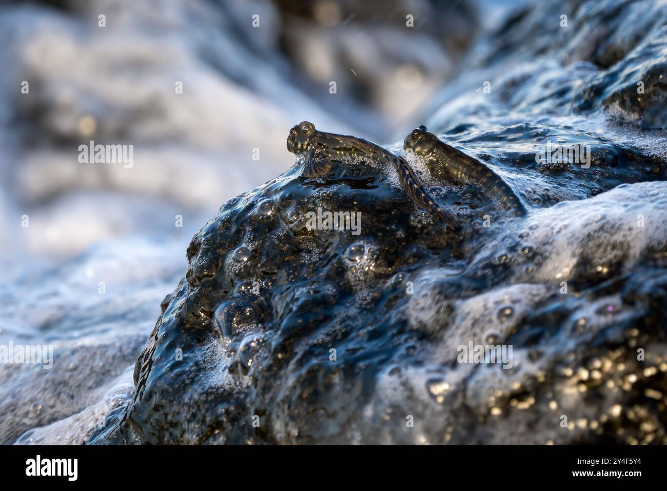 combtooth blenny fish - Alticus monochrus, unique small fish from ocean ...
