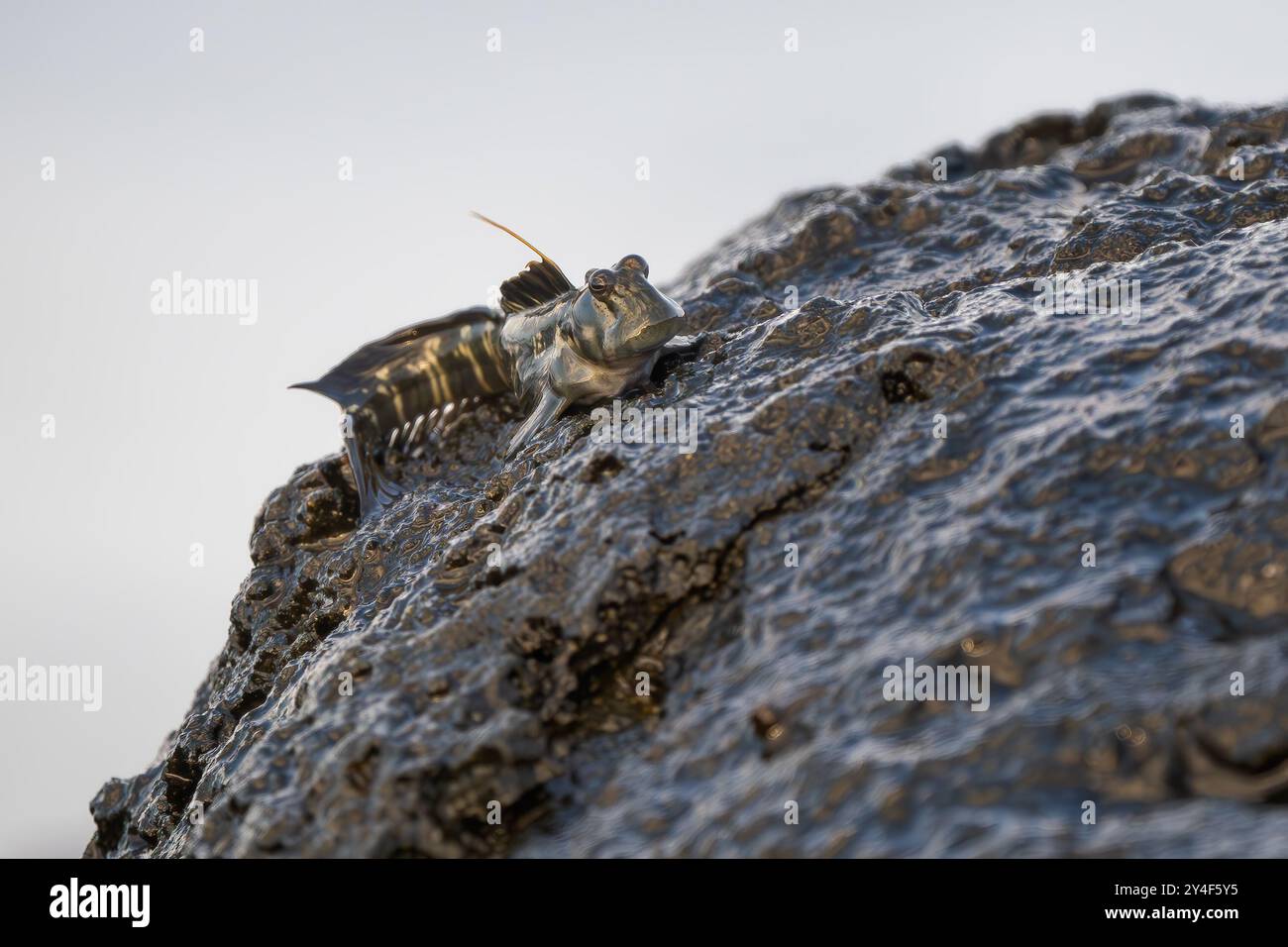 combtooth blenny fish - Alticus monochrus, unique small fish from ocean ...