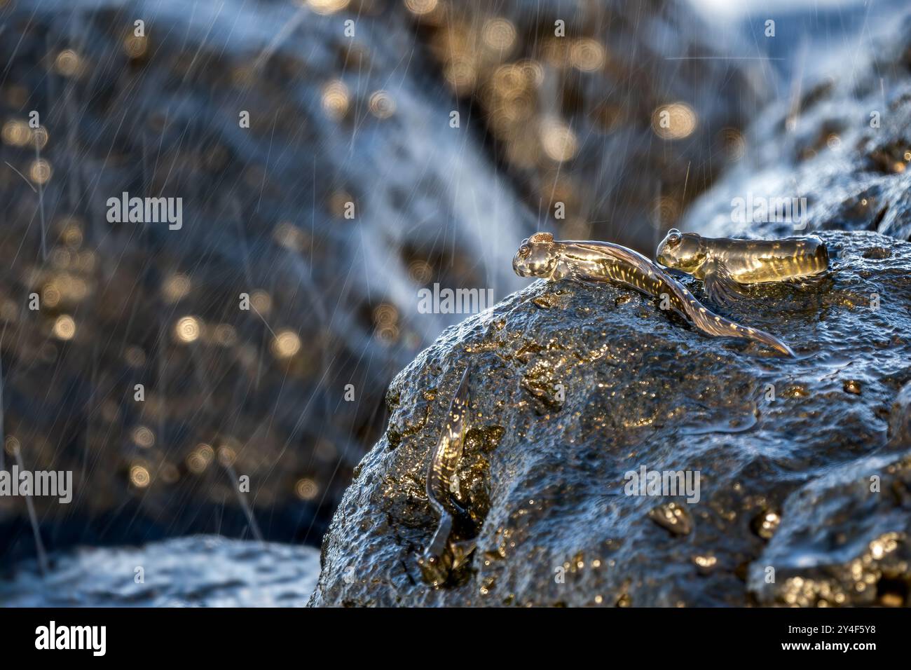 combtooth blenny fish - Alticus monochrus, unique small fish from ocean ...