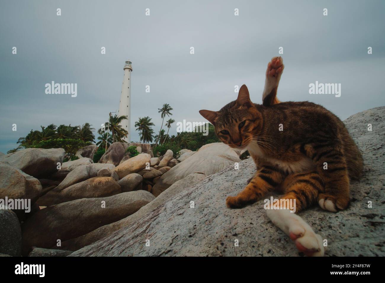 stylish wild cat Stock Photo - Alamy