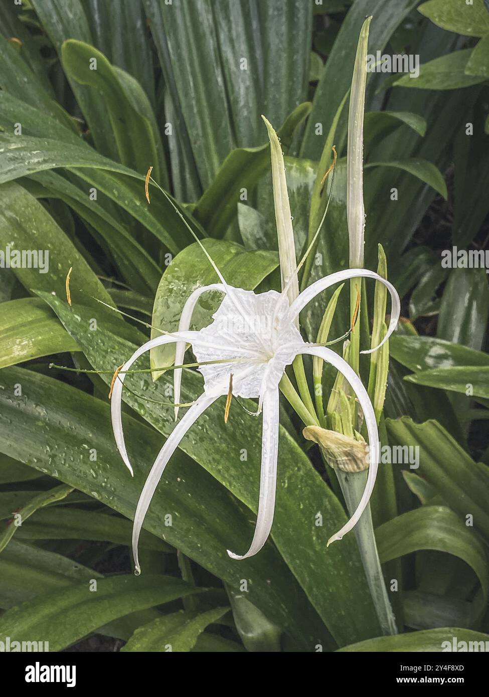 Beach spider lily or Hymenocallis littoralis, is a white ornamental ...