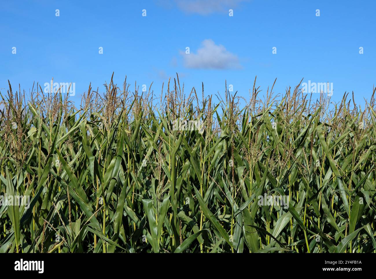 maize crop growing on farmland, norfolk, england Stock Photo - Alamy