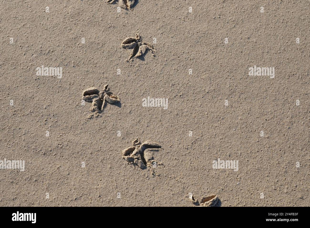 Wading bird tracks hi-res stock photography and images - Alamy