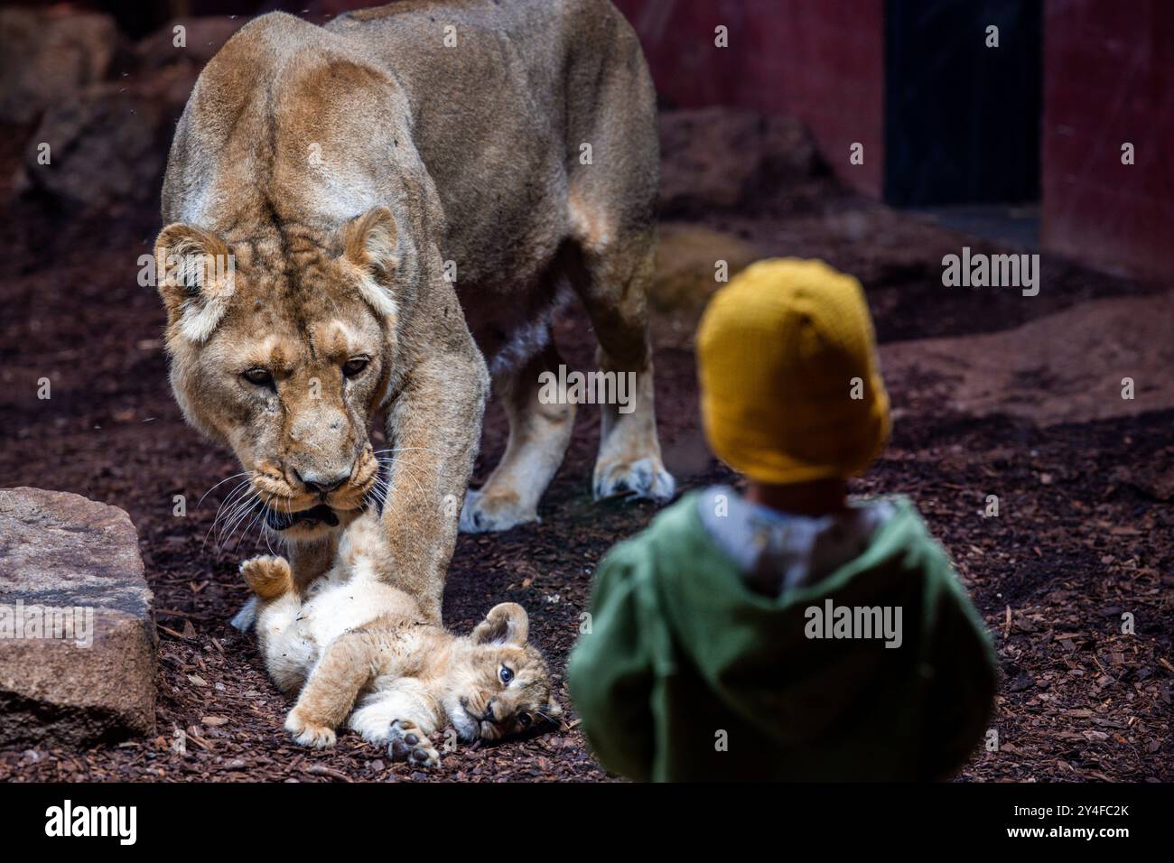 Glass animals live 2024 hi-res stock photography and images - Alamy