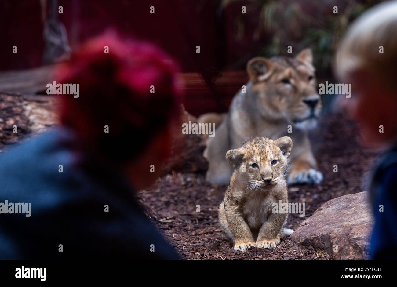 Glass animals live 2024 hi-res stock photography and images - Alamy