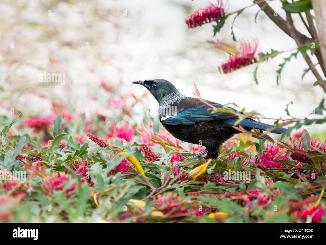 Tui bird standing on Grevillea Aussie Crawl shrub with red flowers ...
