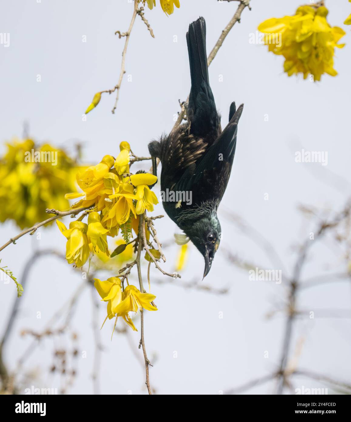 Tui perched upside down and fed on the nectar of yellow Kowhai flowers ...