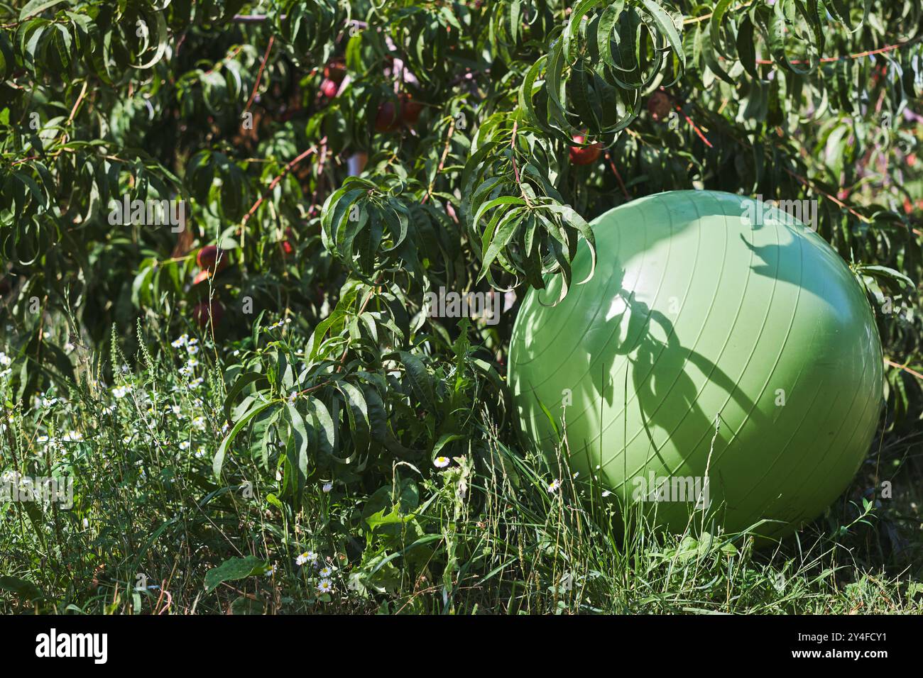Green fitness ball on peach tree background, organic farm fruits ...