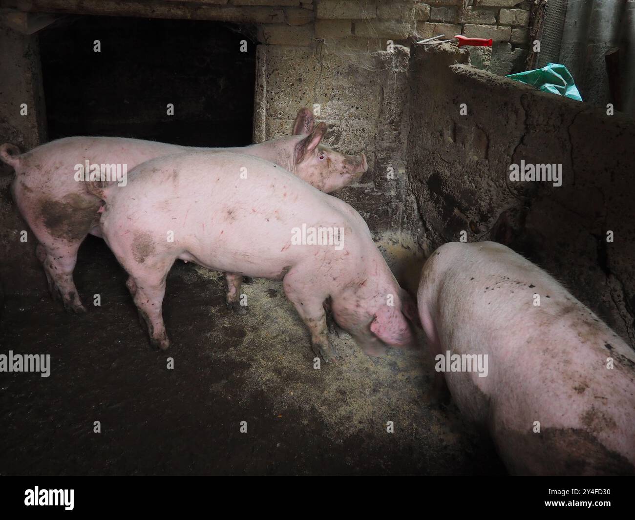 Three plump pink pigs in a private farmstead eat mixed feed with gusto ...