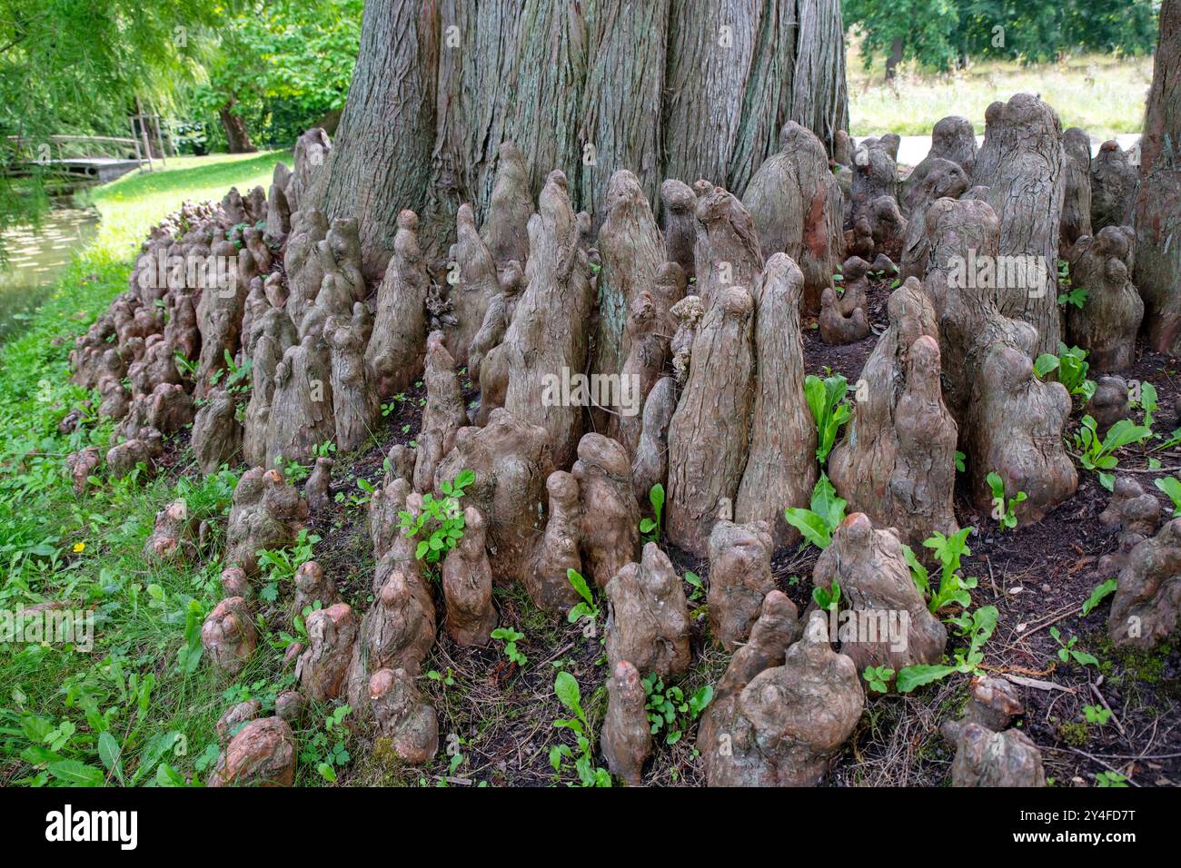 pneumatophors roots of bald cypress tree with old tree trunk Stock ...