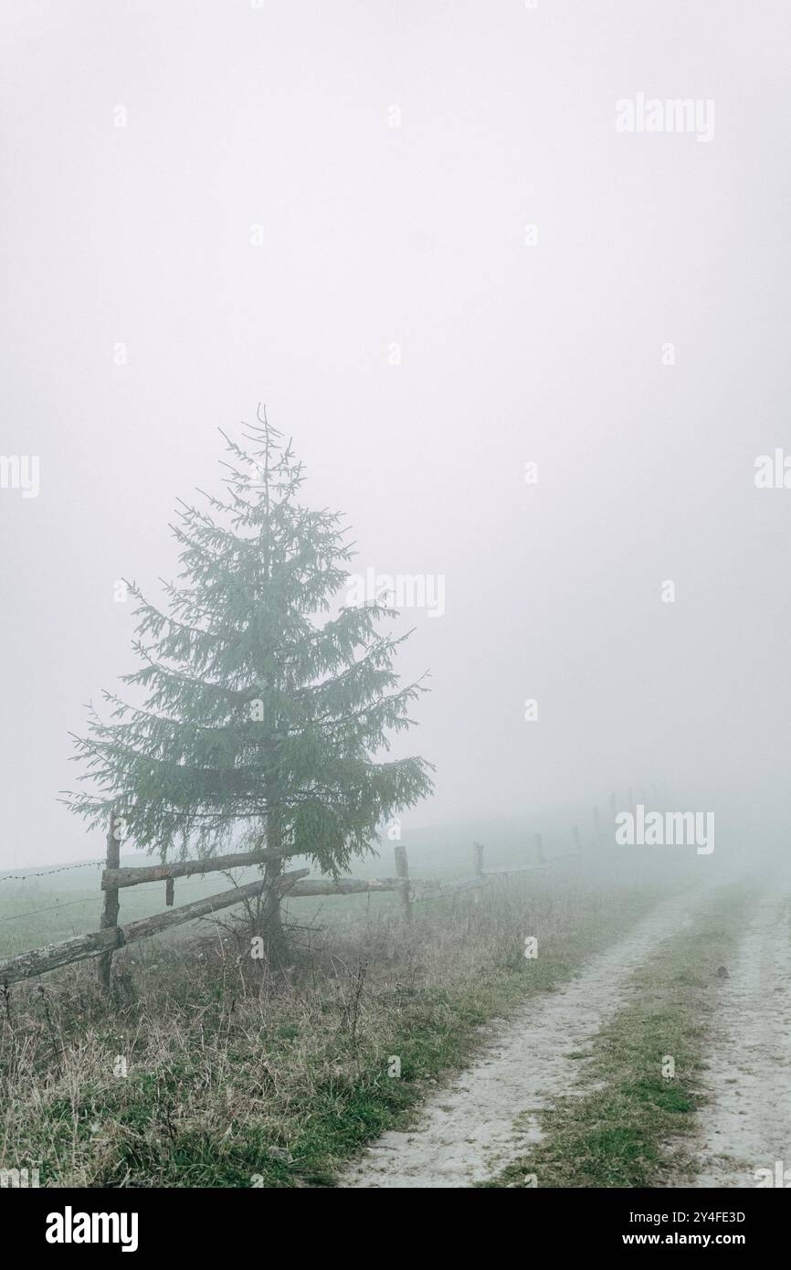 Lone Pine Tree in Dense Stock Photo - Alamy