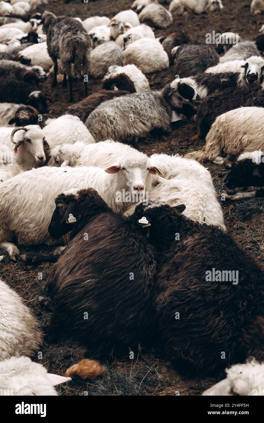 Farm animal resting hi-res stock photography and images - Alamy