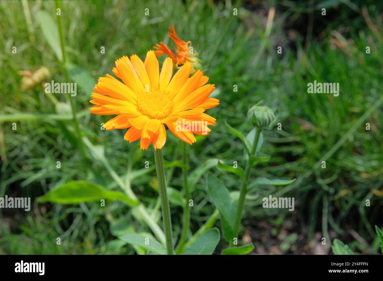 Calendula officinalis in gardening. Blooming daisy. Medicine flowers in ...