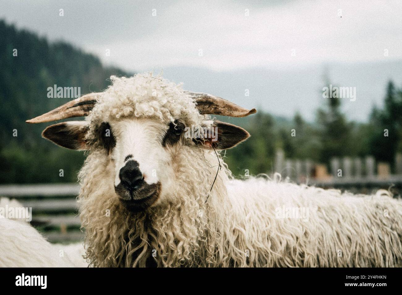Flock curly horned sheep hi-res stock photography and images - Alamy