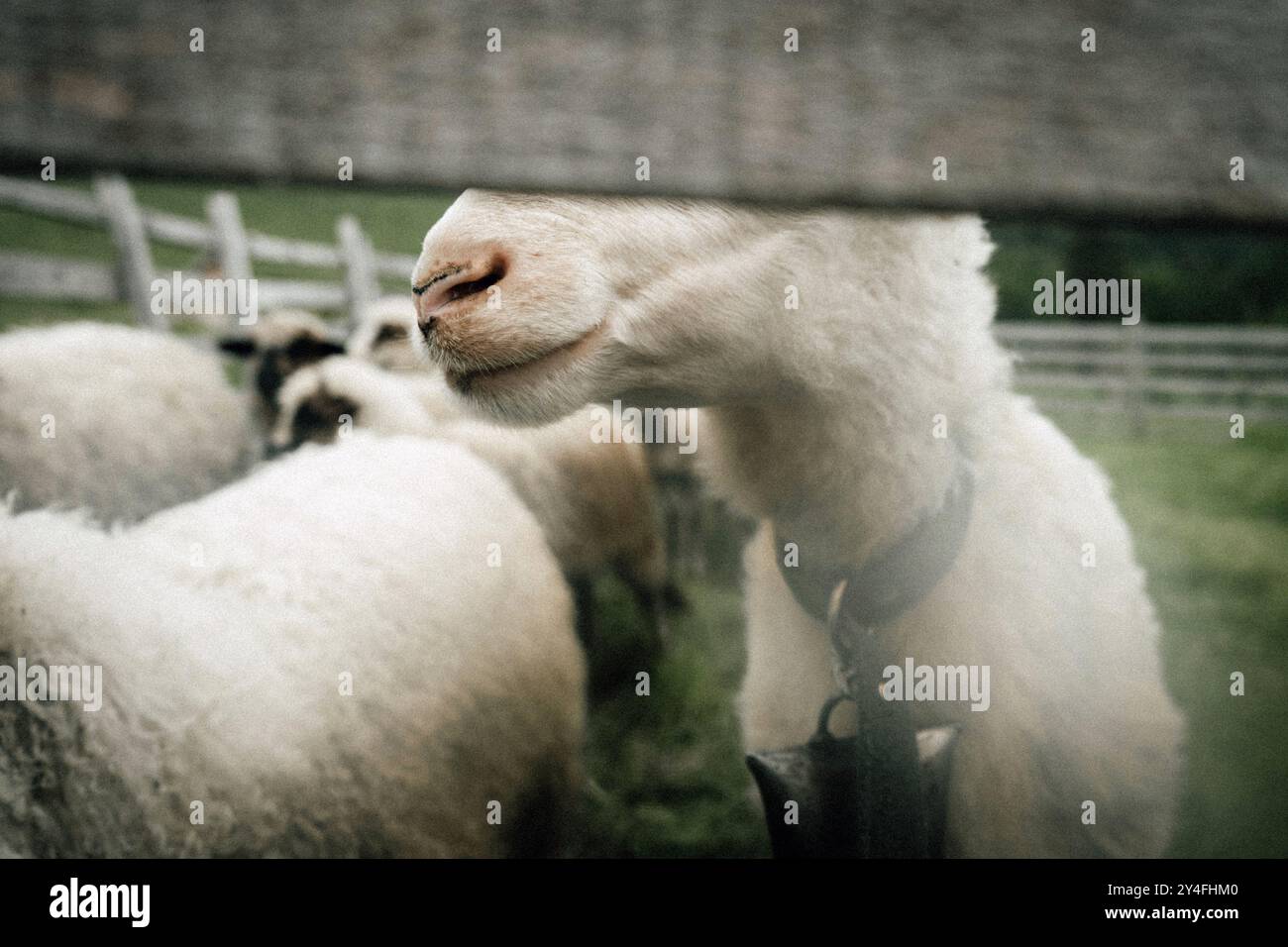 Curious Sheep Peeking Through Fence Stock Photo - Alamy