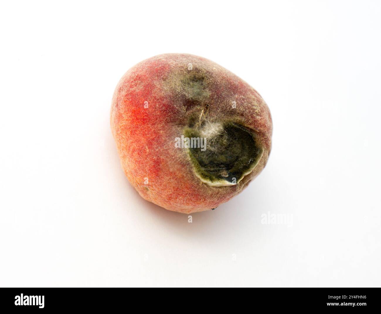 Rotten peach on white background Stock Photo - Alamy
