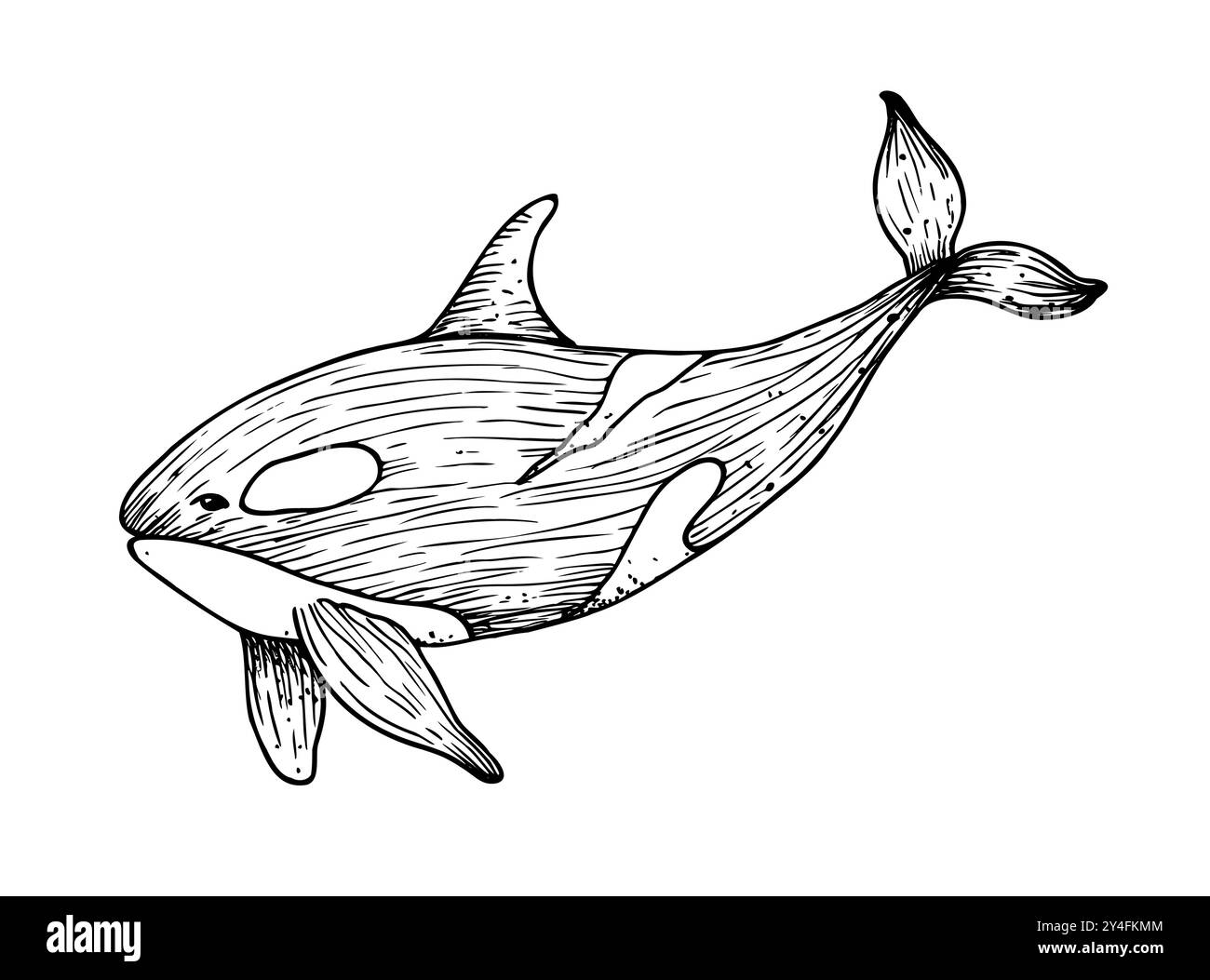 Vector killer whale, orca. Hand painted line reef. Graphic tropical ...