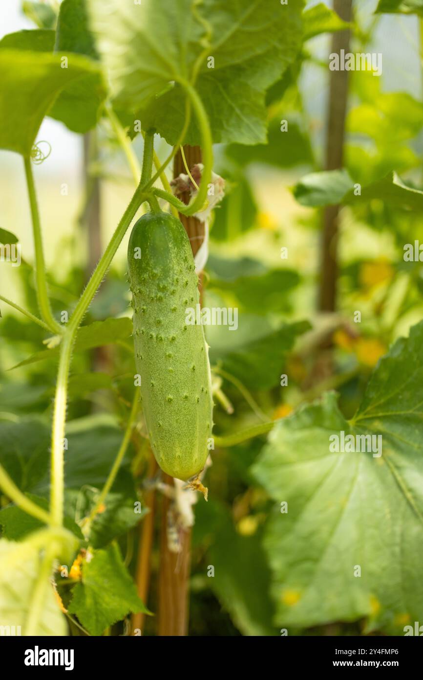 Organic cucumber plant with its flower at garden. Growing natural ...