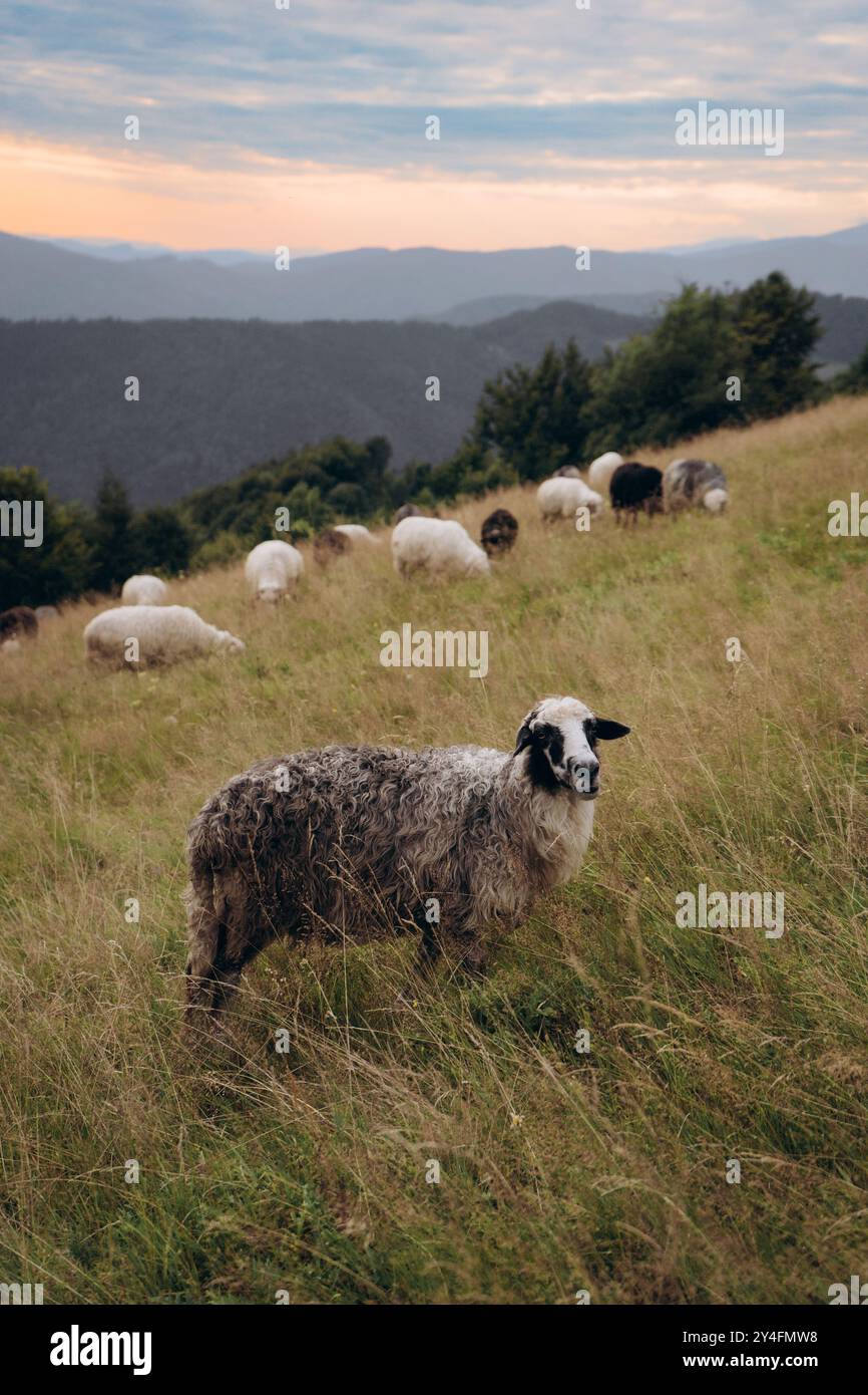 Serene scene sheep peacefully grazing hi-res stock photography and ...