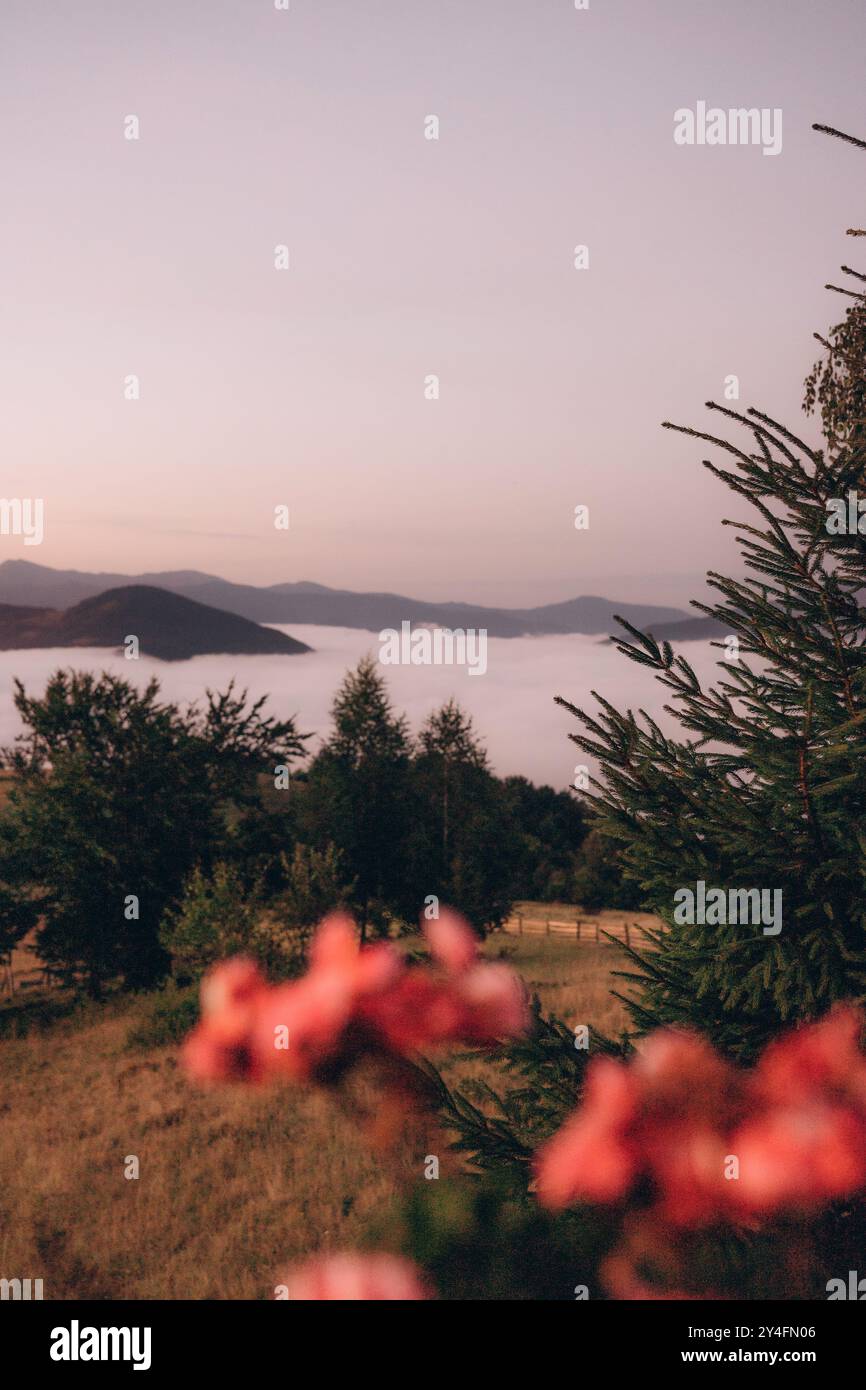 Soft Morning Glow Over Misty Stock Photo - Alamy