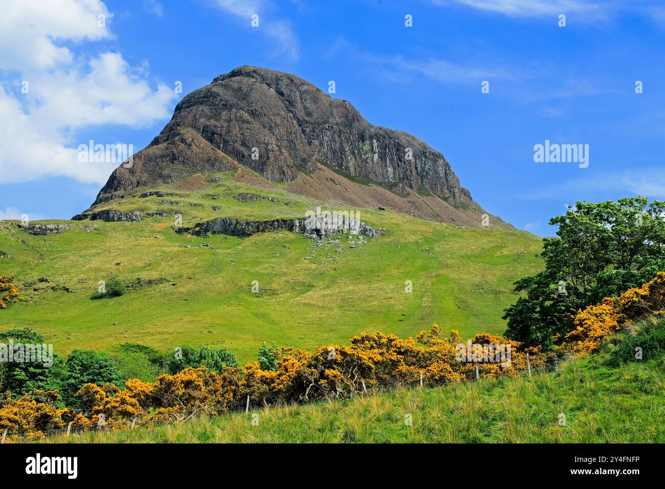 Sheep graze at West coast basalt lava outcrop Preshal More, an SSSI for ...