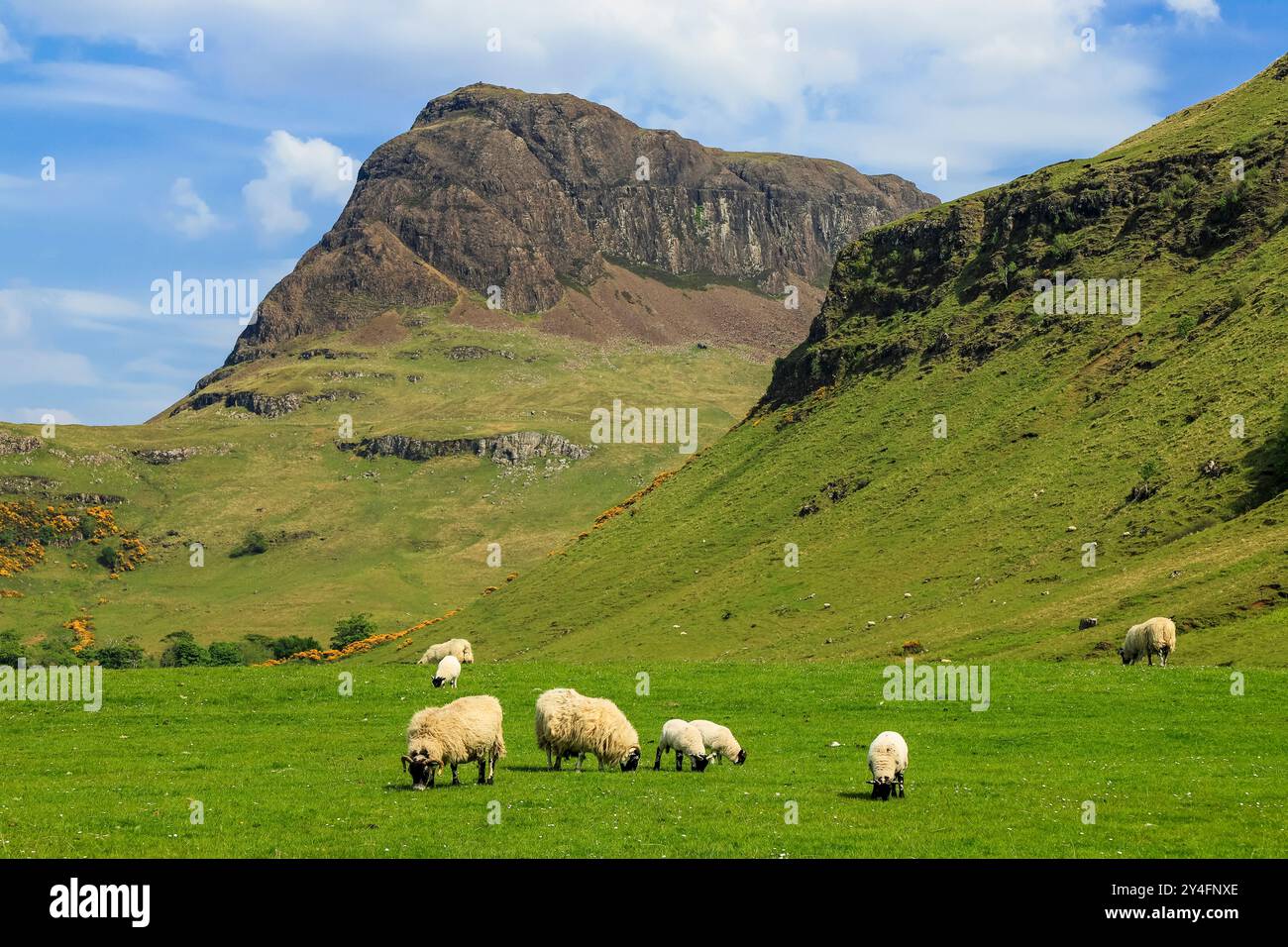 Sheep graze at West coast basalt lava outcrop Preshal More, an SSSI for ...
