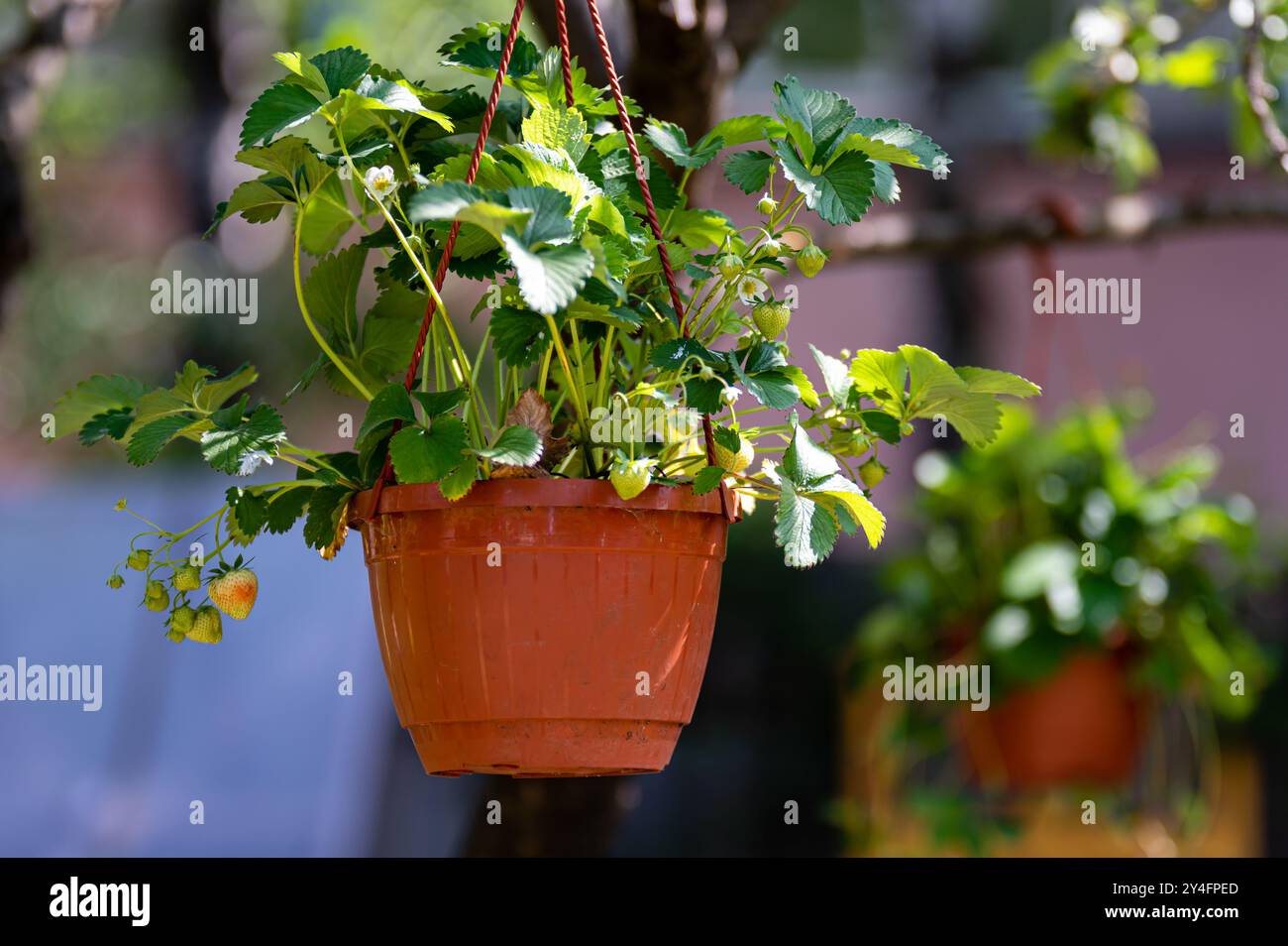Hanging strawberry plants in terracotta pots under sunlight in a garden ...