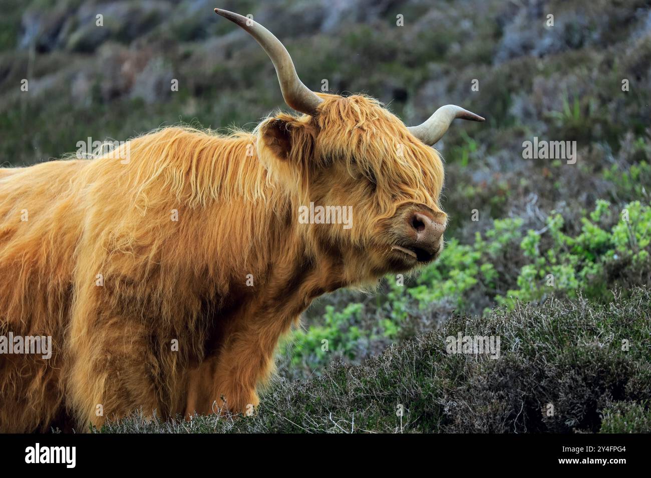 Highland cow with it's distinctive long hair and horns, a hardy rustic ...