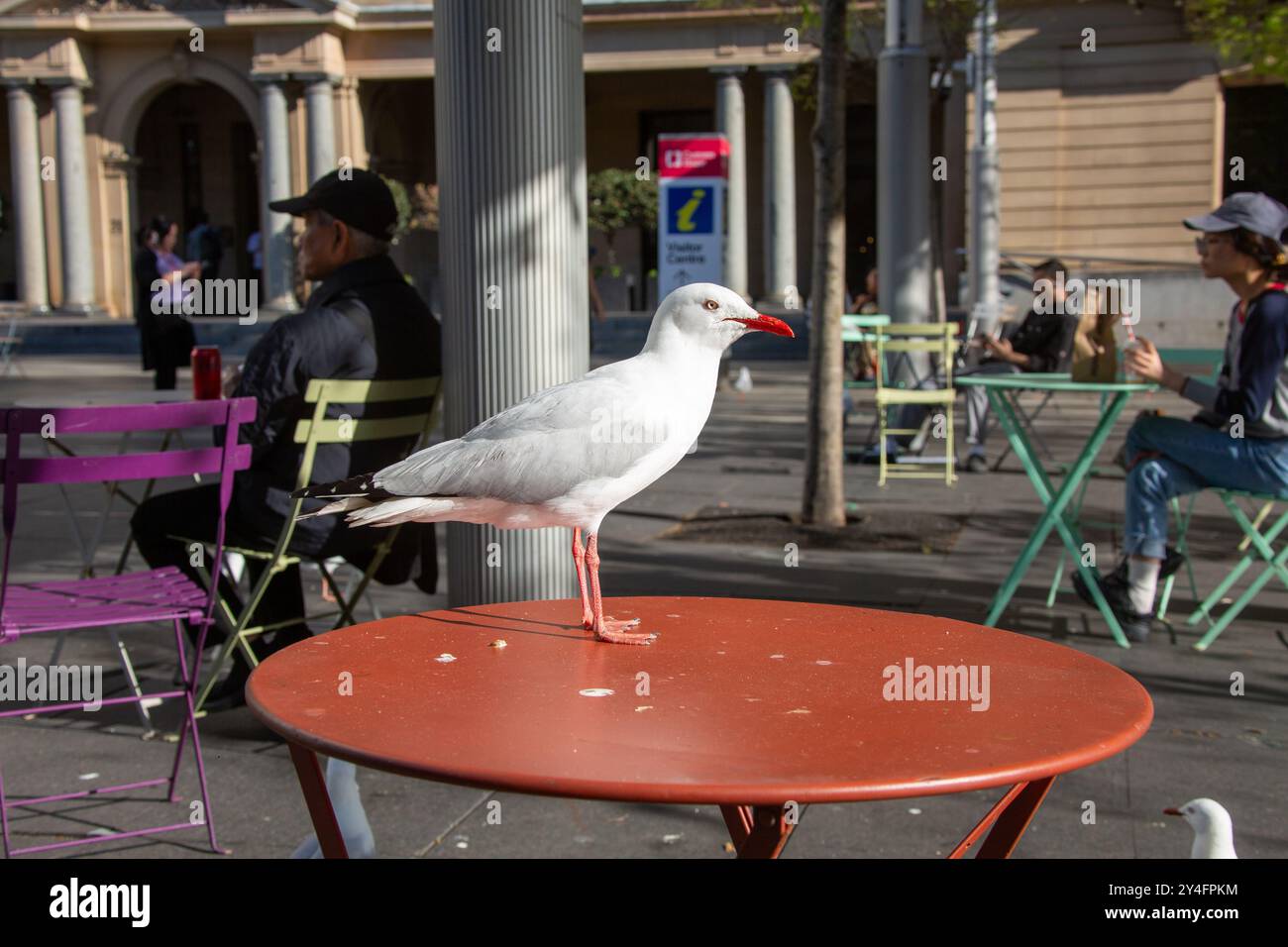 A seagull on an outdoor dining table at Customs House Square, Sydney ...