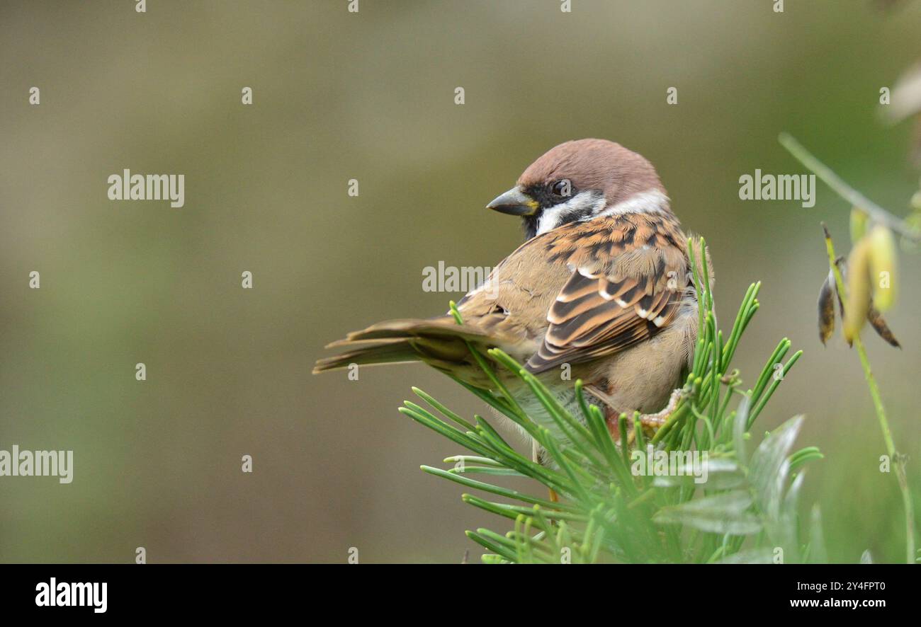 Tree sparrow head turn Stock Photo - Alamy