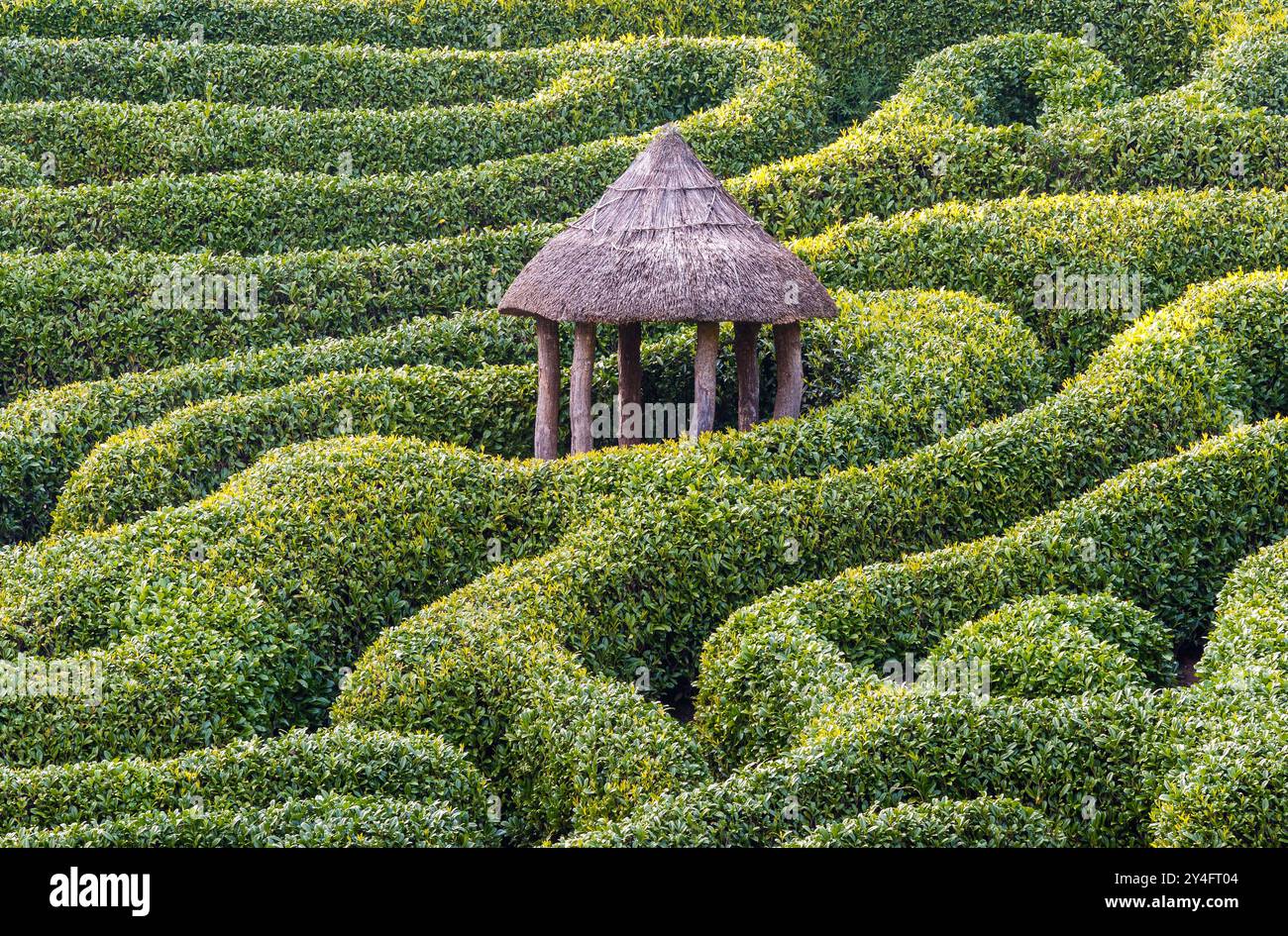 The recently restored cherry laurel hedge maze at Glendurgan Garden ...
