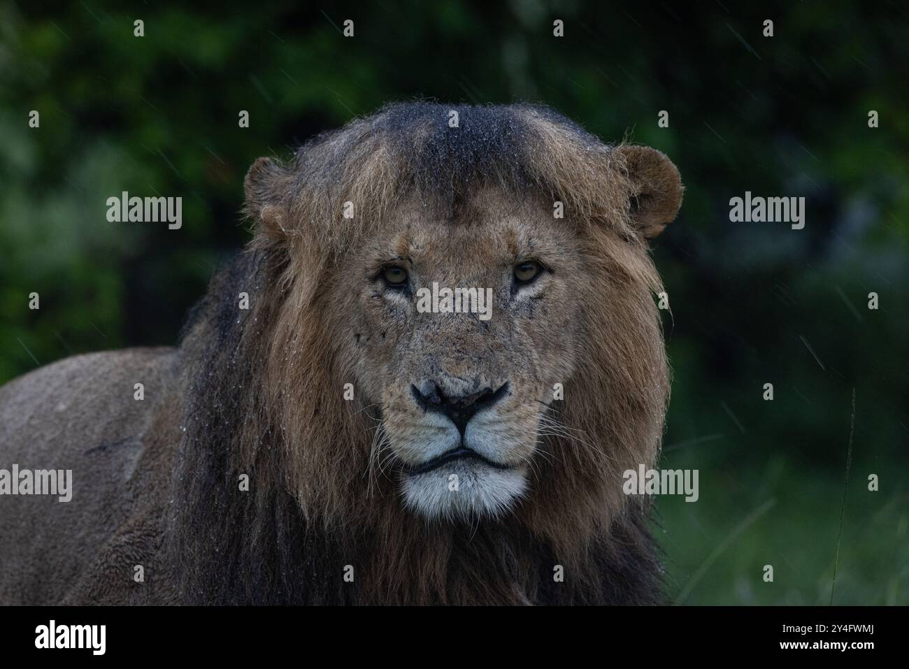 Lions in rain Stock Photo - Alamy