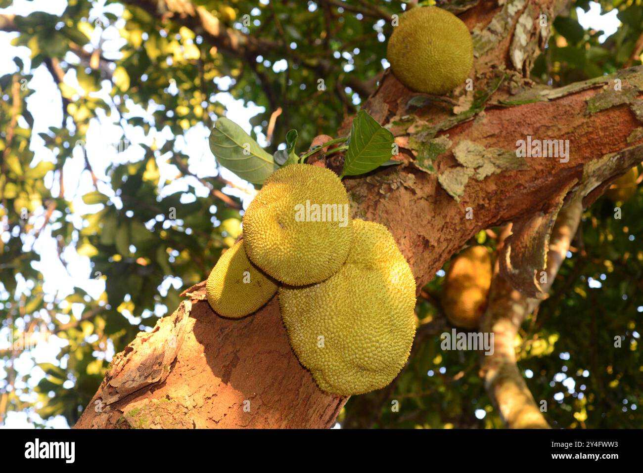 Jackfruit (Artocarpus heterophyllus) is a tree native to Indonesia and ...