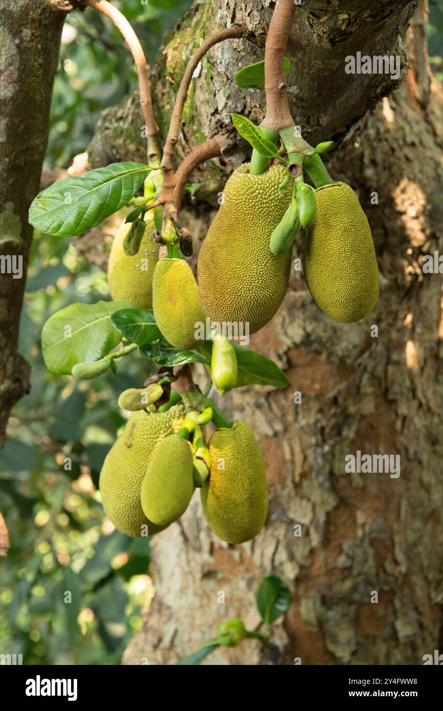 Jackfruit (Artocarpus heterophyllus) is a tree native to Indonesia and ...