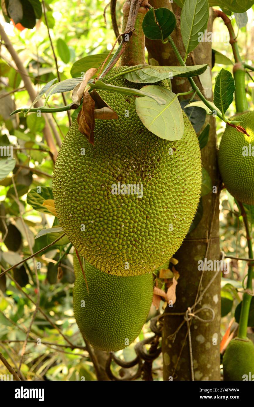 Jackfruit (Artocarpus heterophyllus) is a tree native to Indonesia and ...