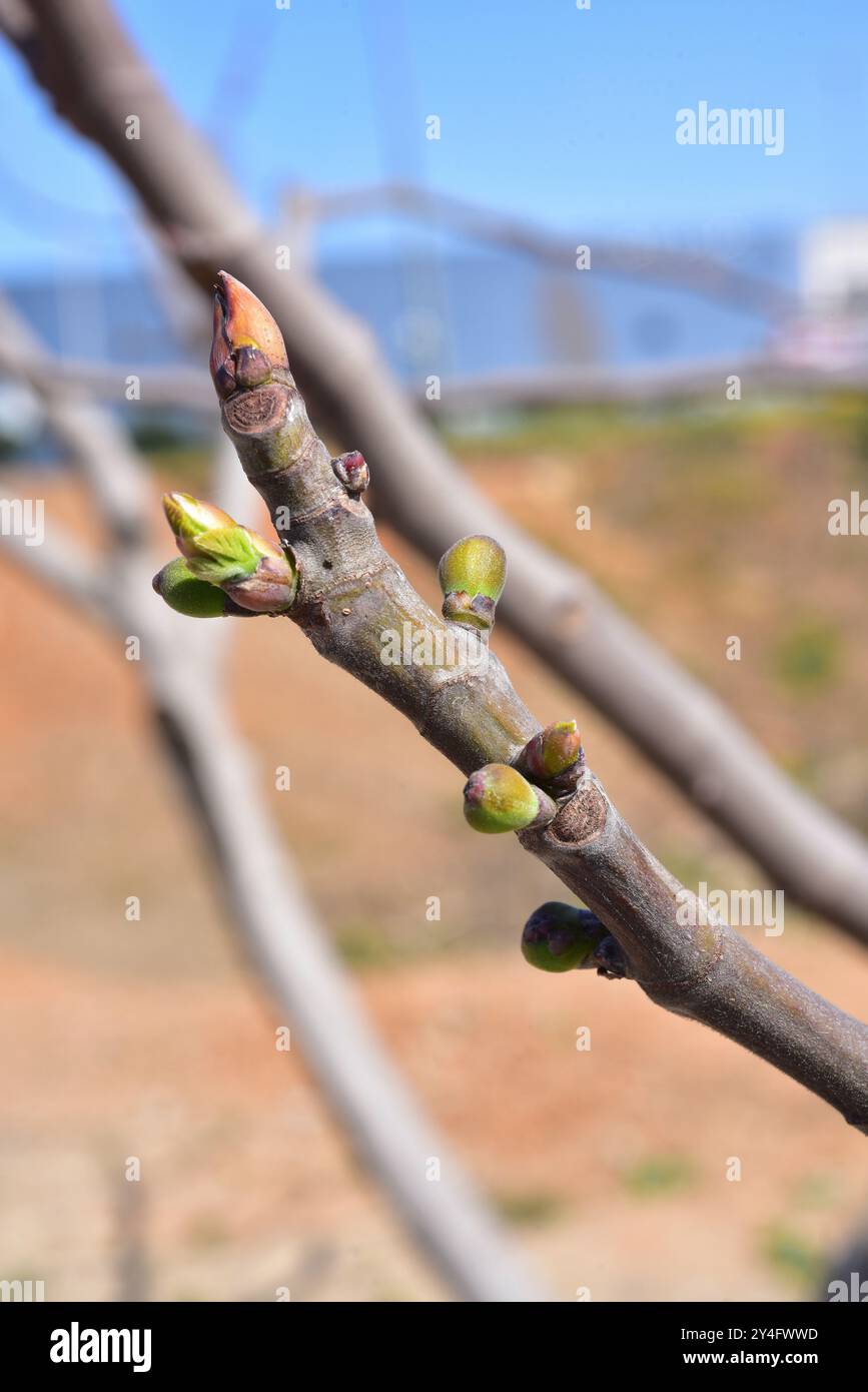 Fig tree (Ficus carica) is a small tree native to Mediterranean basin ...