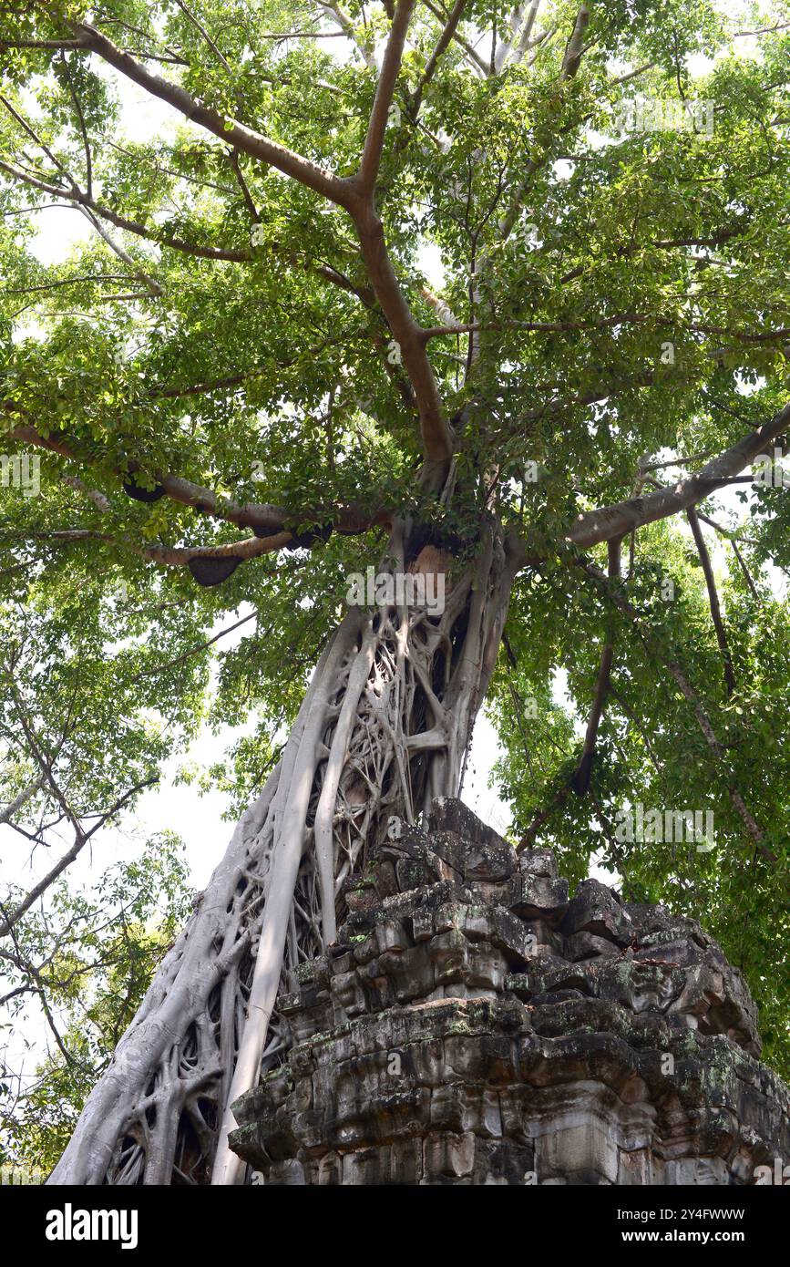 Strangler fig (Ficus gibbosa) is an hemiepiphytic tree native to ...