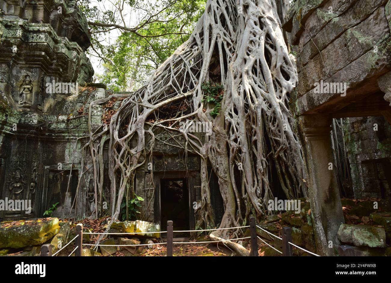 Strangler fig (Ficus gibbosa) is an hemiepiphytic tree native to ...