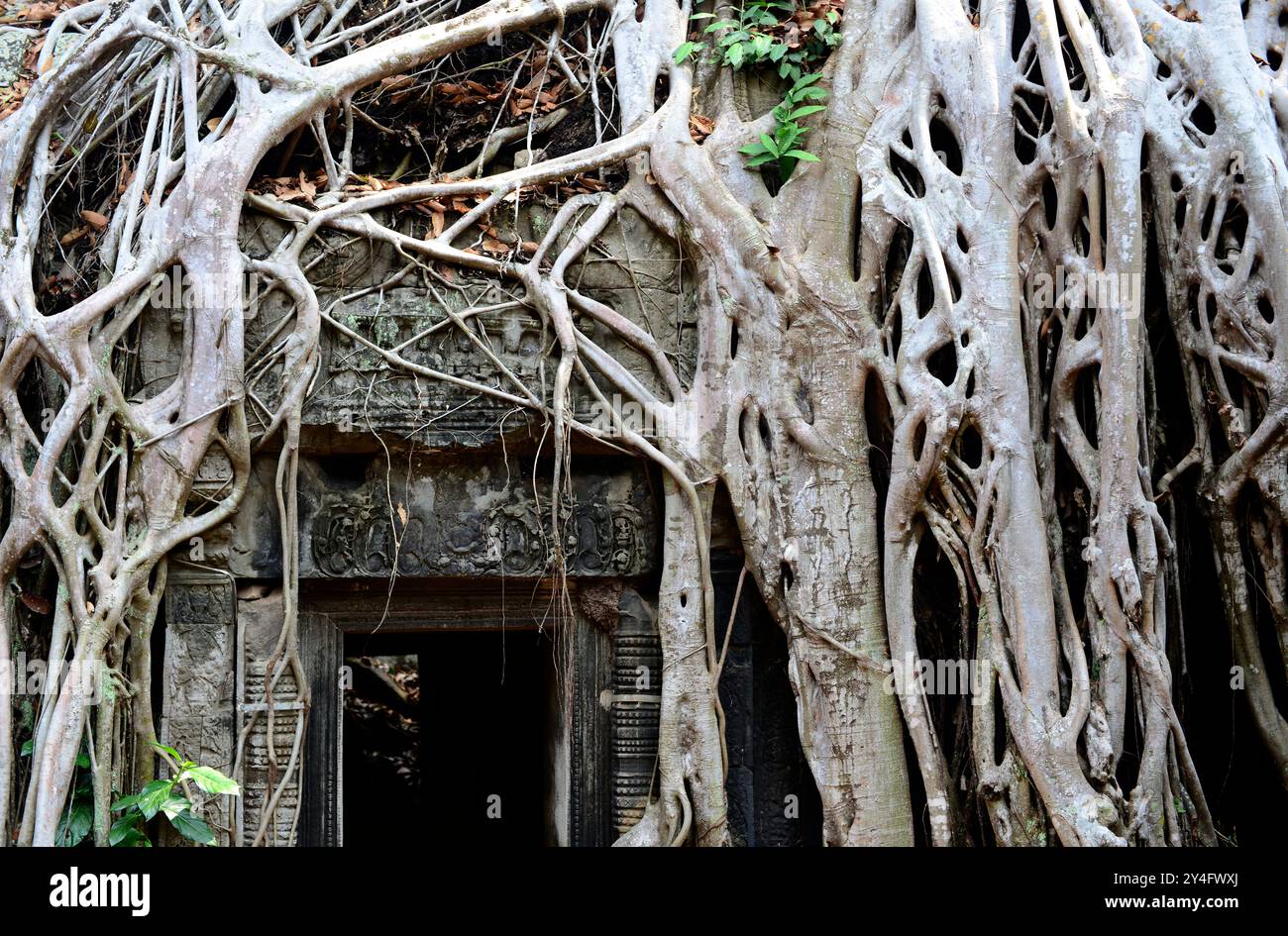 Strangler fig (Ficus gibbosa) is an hemiepiphytic tree native to ...