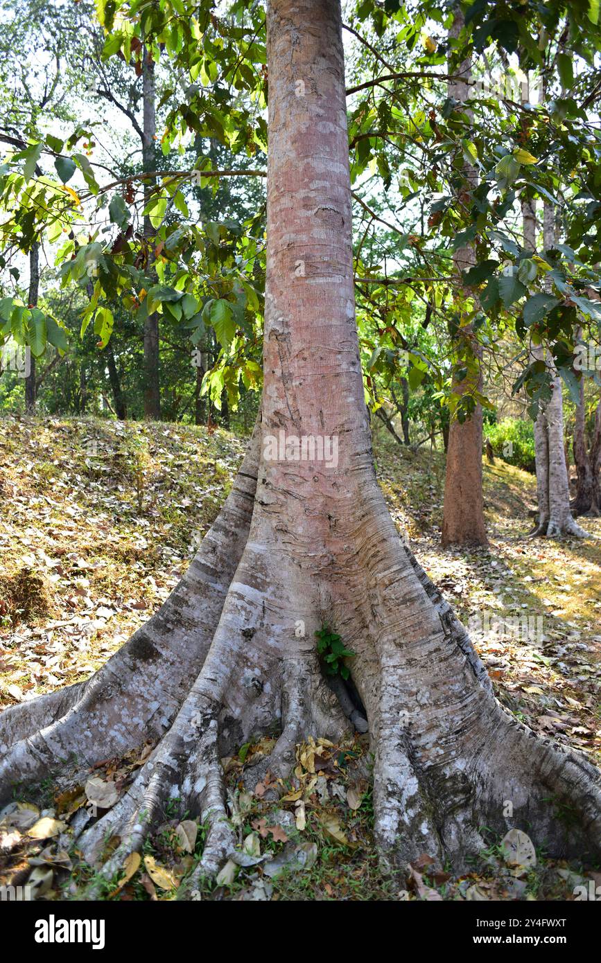 Ficus tinctoria gibbosa hi-res stock photography and images - Alamy