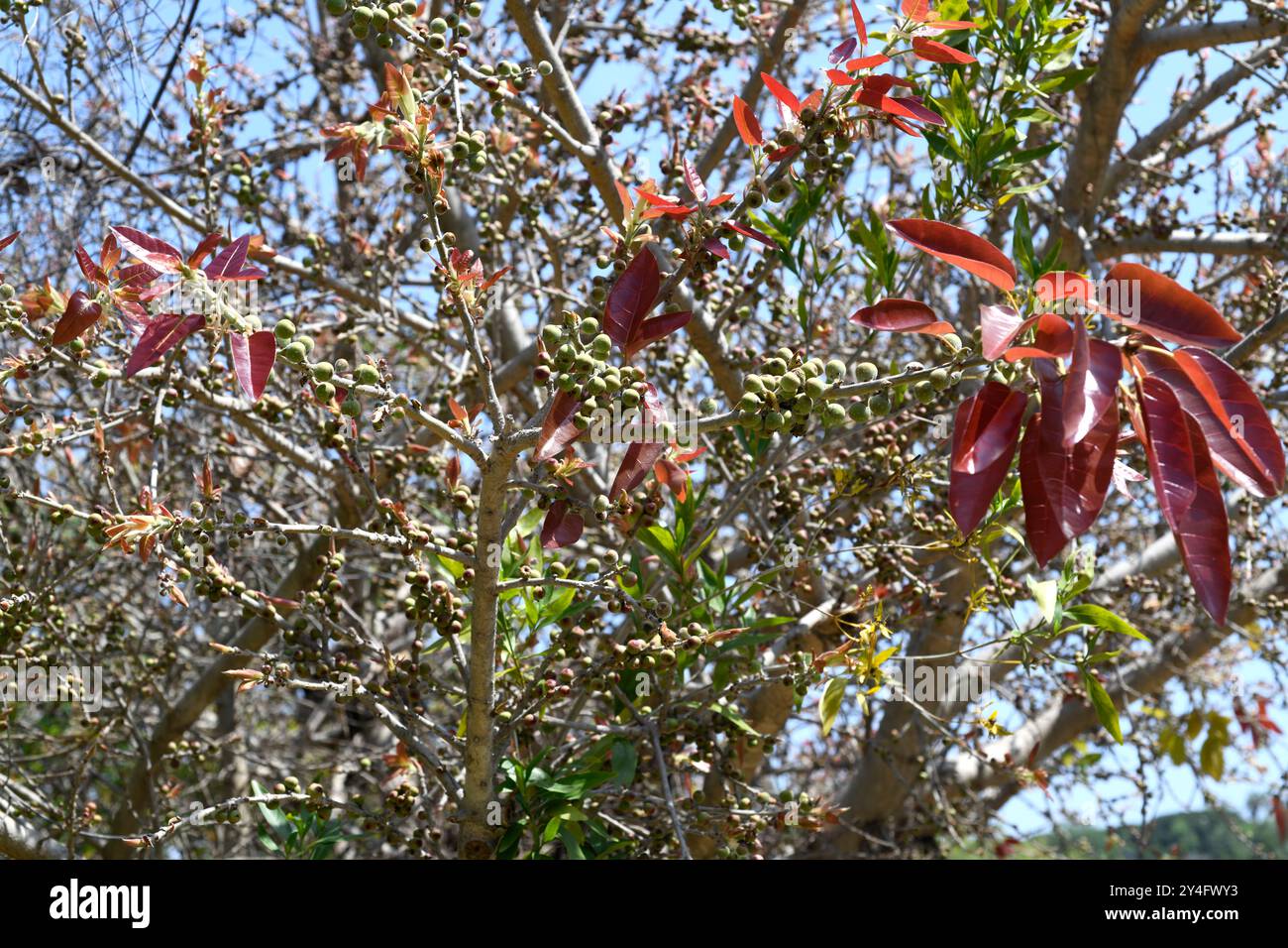 Red-leaved fig (Ficus ingens) is a shrub or small tree native to ...