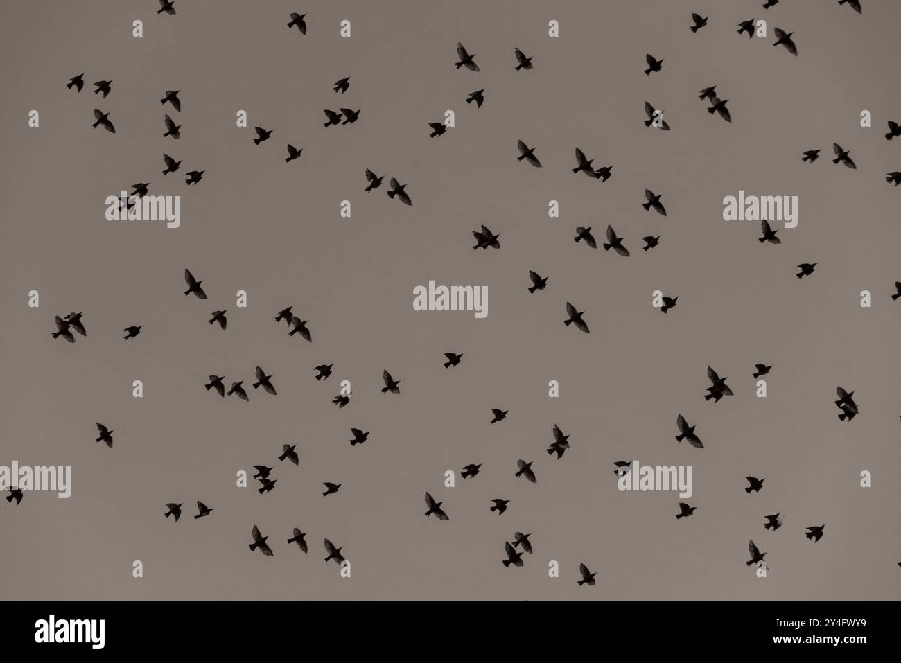 many black birds in the sky, A flock of birds flying in the sky ...