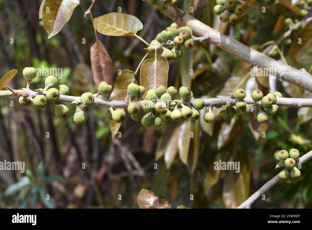 Red-leaved fig (Ficus ingens) is a shrub or small tree native to tropical Africa. Fruits and ...