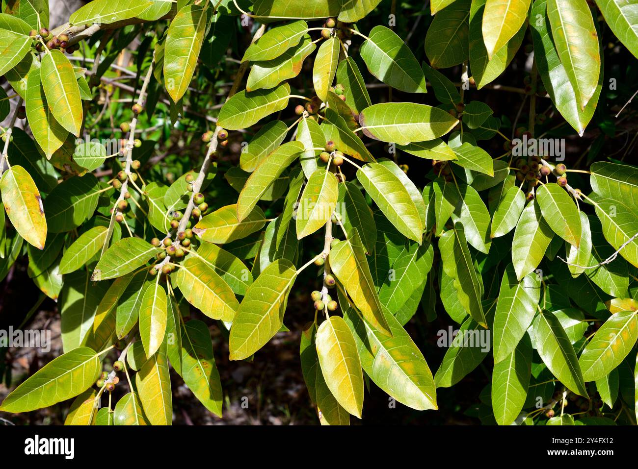 Red-leaved fig (Ficus ingens) is a shrub or small tree native to ...