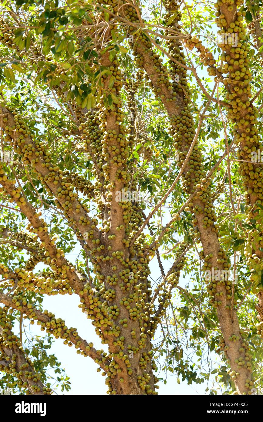 Natal fig (Ficus natalensis) is a tree native to southern Africa and ...