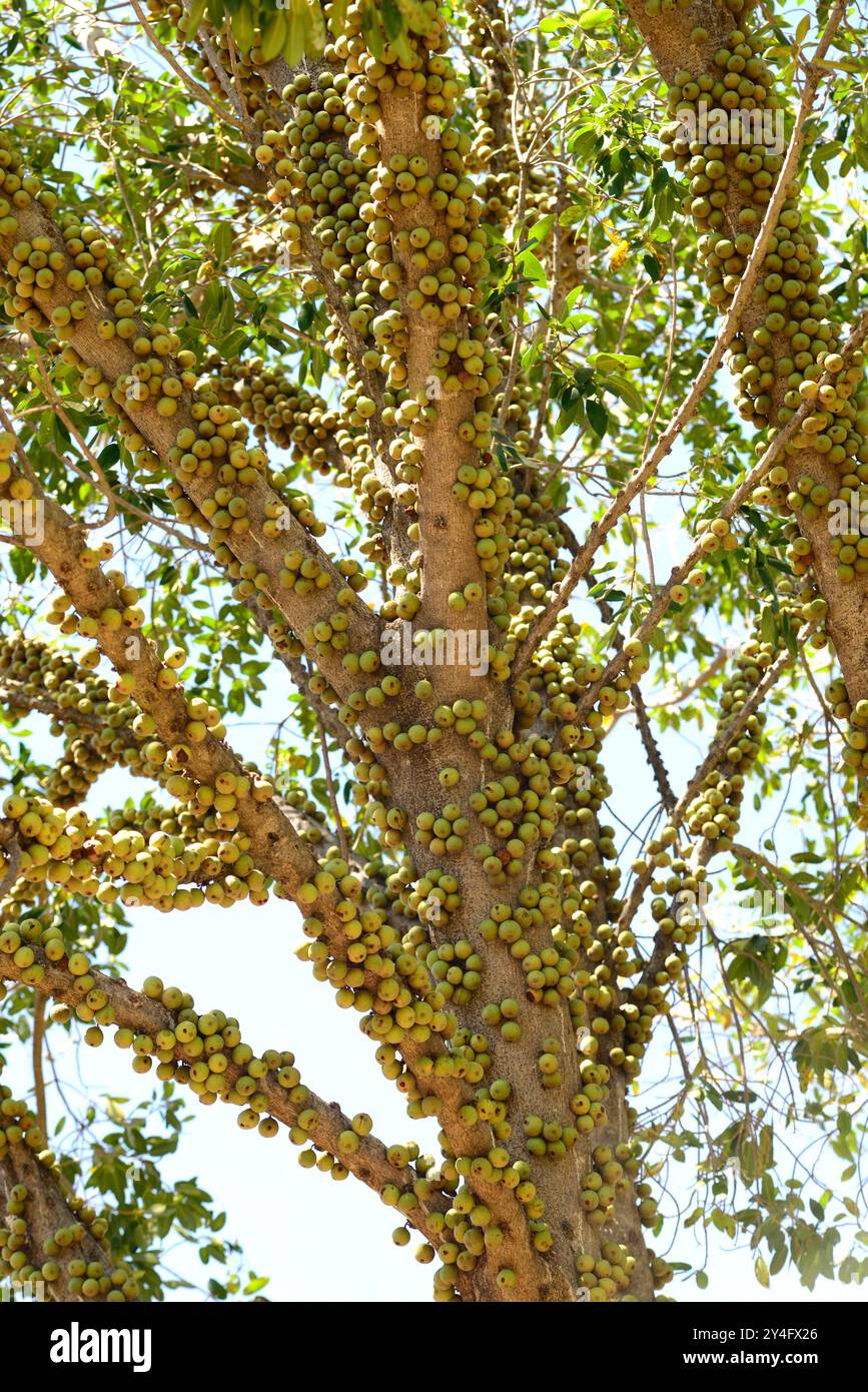 Natal fig (Ficus natalensis) is a tree native to southern Africa and ...