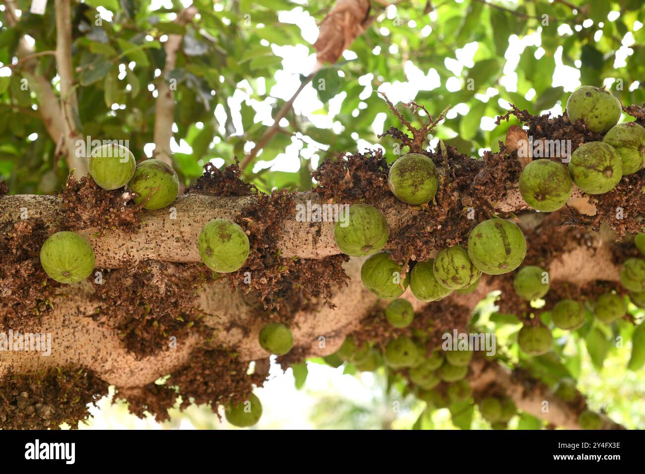 Sycamore fig or sycomor fig (Ficus sycomorus) is a tree netive to parts ...