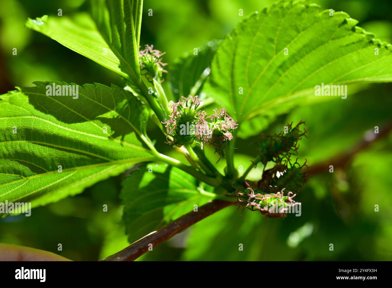 Black mulberry (Morus nigra) is native to Mesopotanian mountains and ...